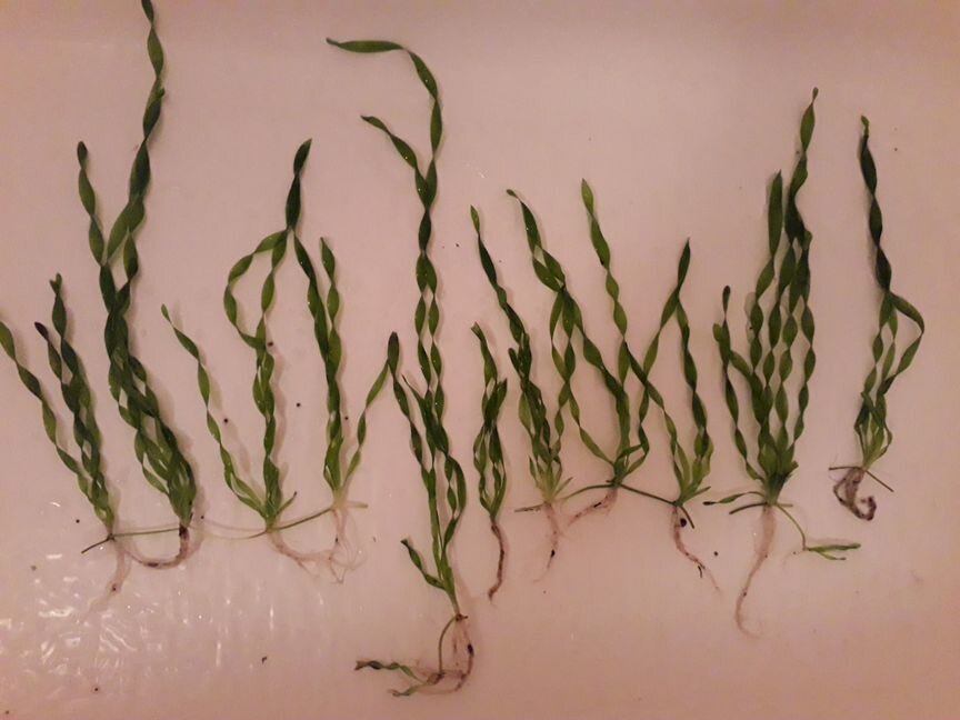 Аквариумные растения