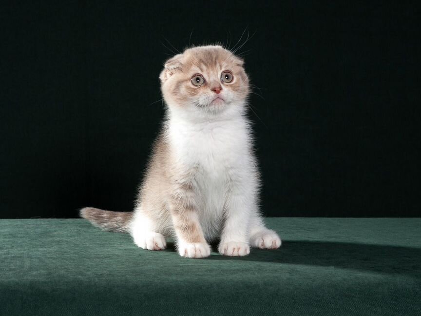 Шотландский вислоухий котенок