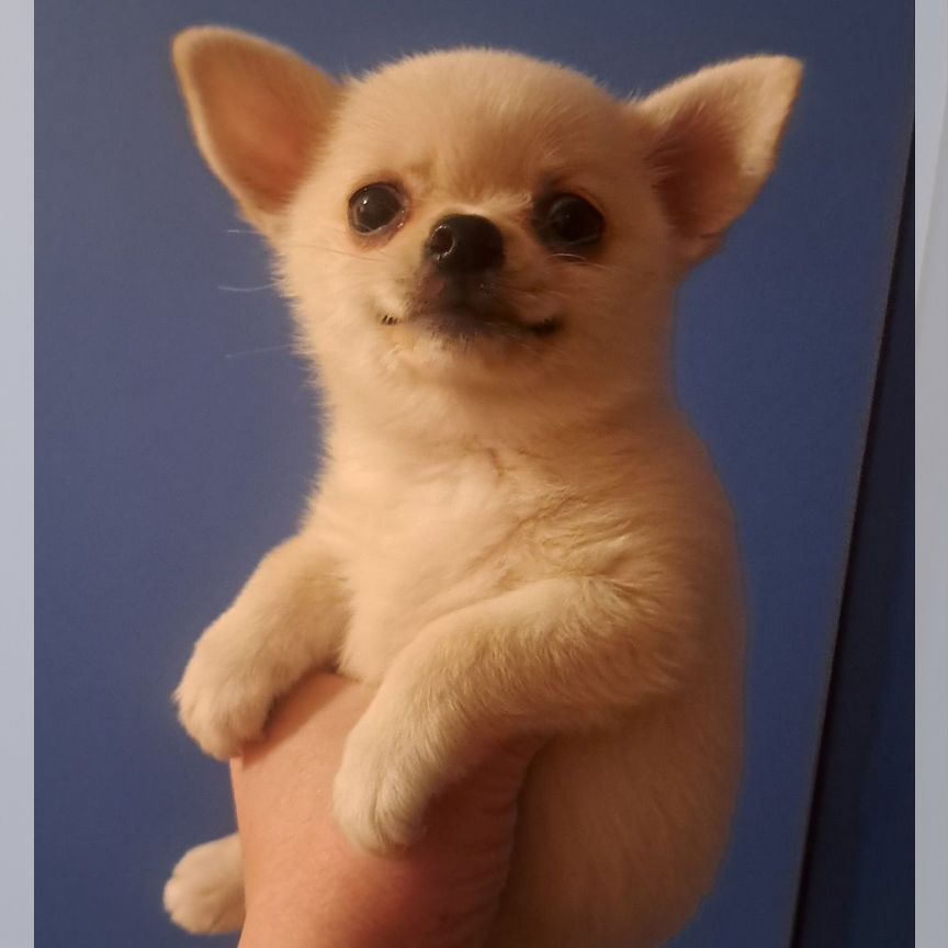 Чихуахуа, щенок
