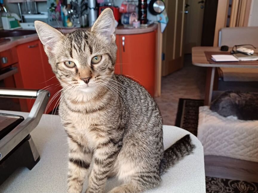 Котенок в добрые руки