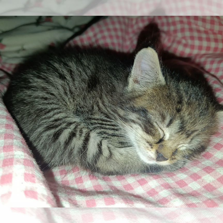 Котёнок в добрые руки