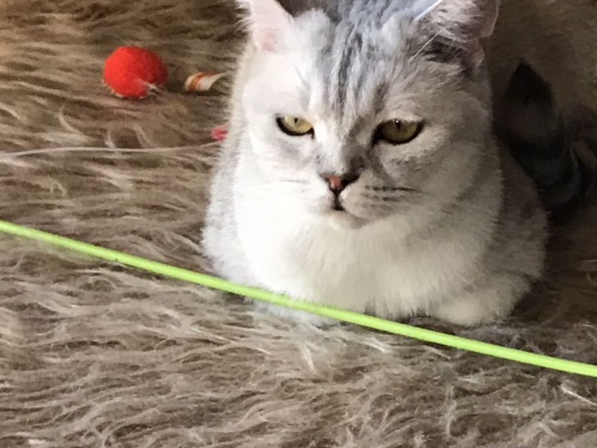 Кошечка породы Бурмила