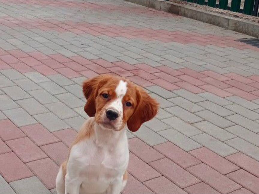 Эпаньоль Бретон щенок