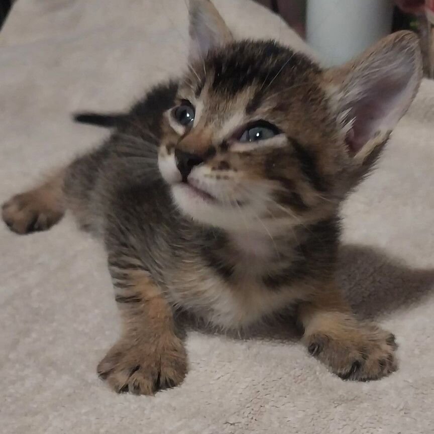 Абиссинский котёнок