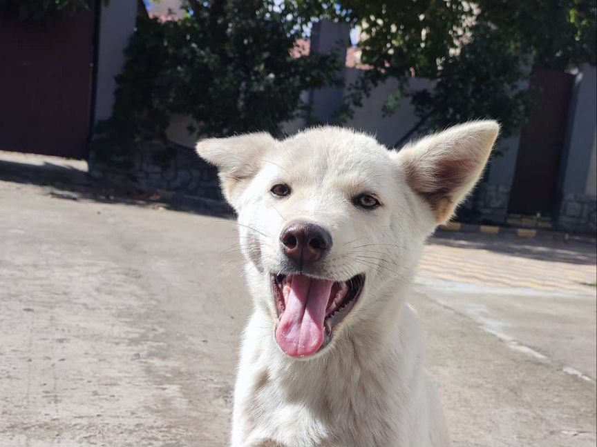 Хаски смешанная