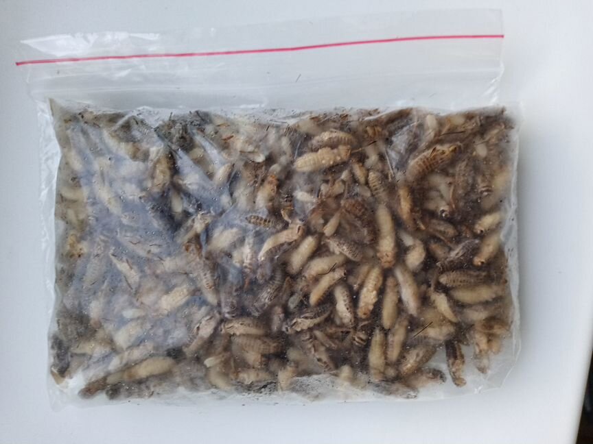 Корм для стрижей сверчки замороженные