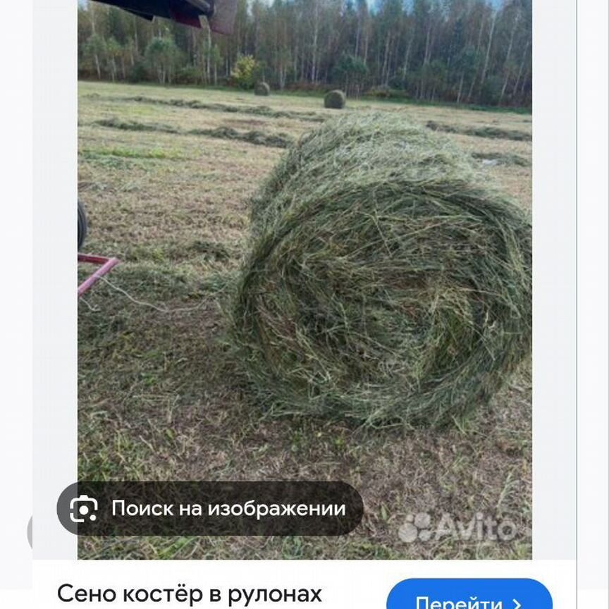 Продам сено в рулонах