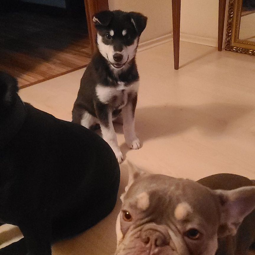 Щенок в добрые руки