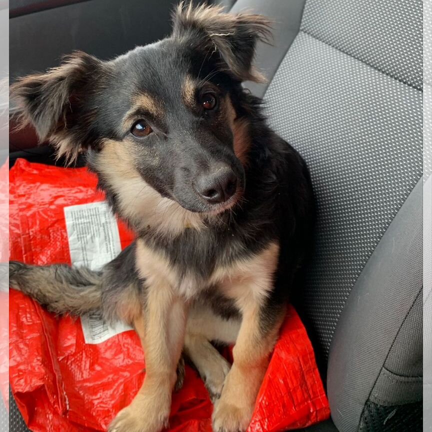 Щенок в добрые руки