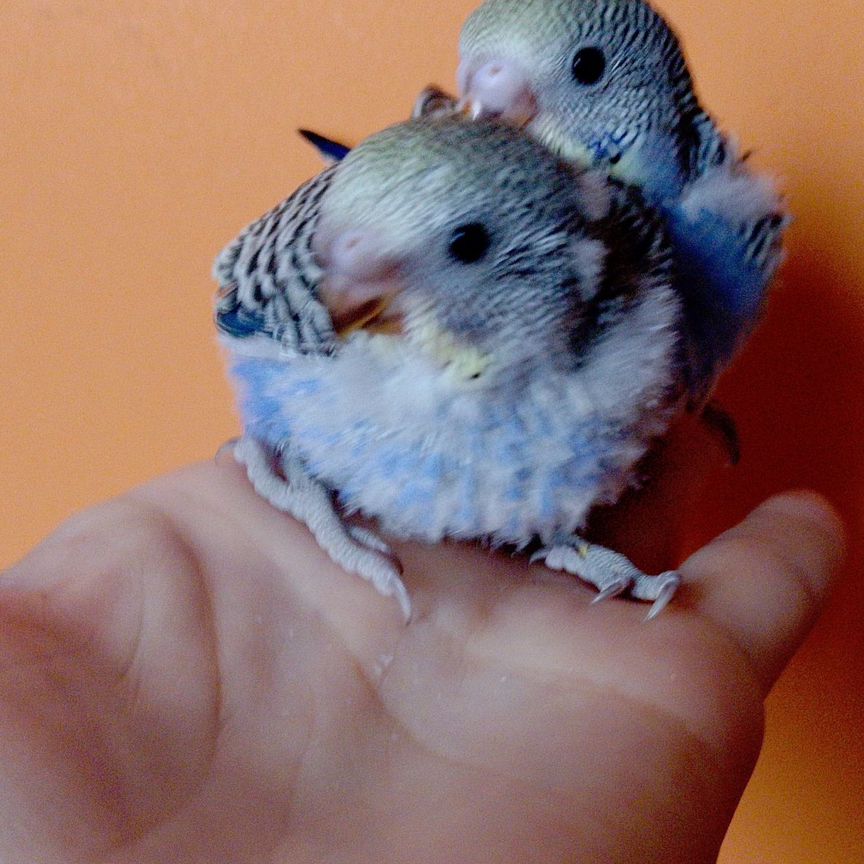 Волнистый попугай