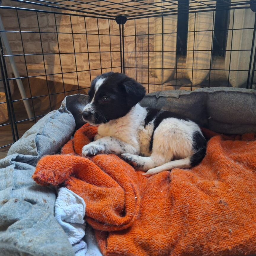 Щенок в добрые руки