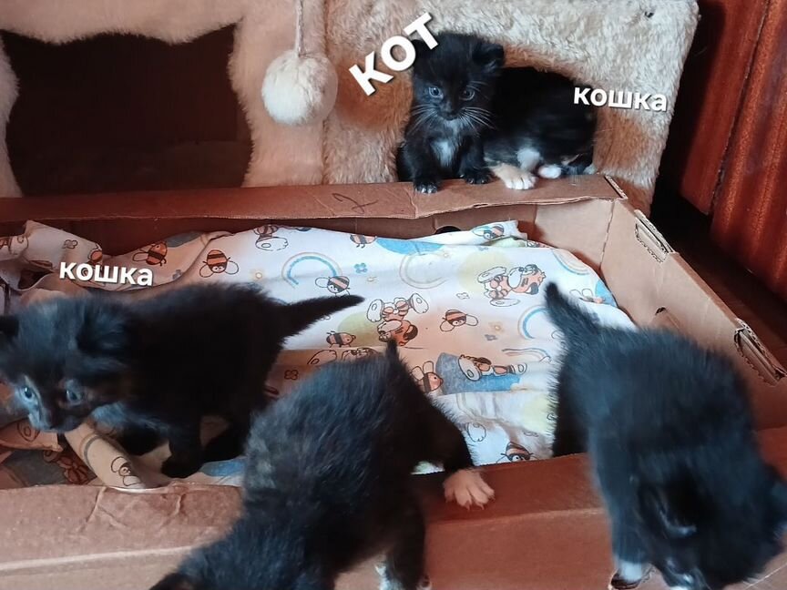 Котята в добрые руки 1 месяц