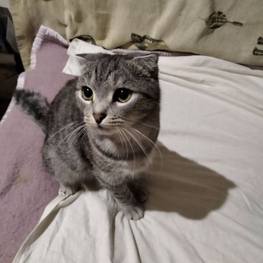 Шотландская вислоухая кошка и котята