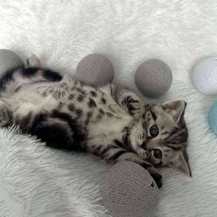 Шотландский прямоухий короткошёрстный котёнок