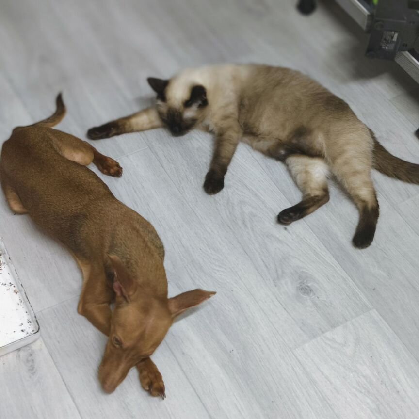 Собака в добрые руки