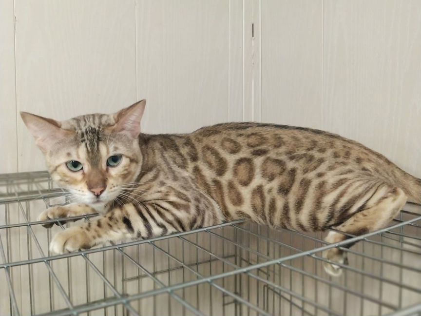 Бенгальская кошка