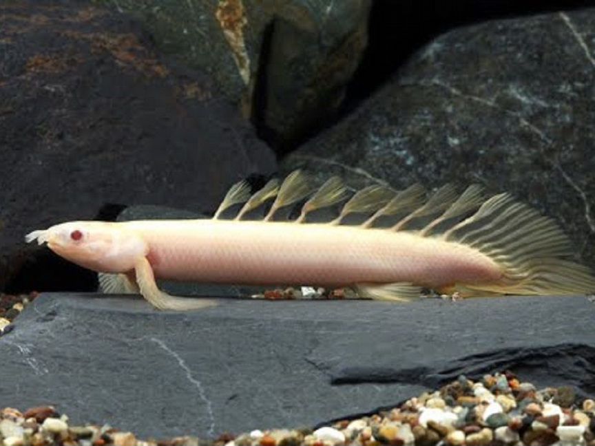 Полиптерус Сенегальский альбино (арт 8117)