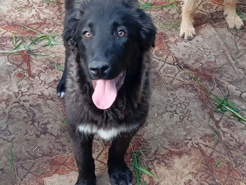 Собака щенок, 6 мес мистер Чернышевский