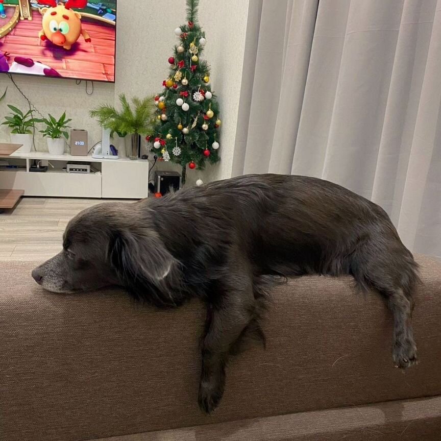 Тоша. Милейший, но невезучий