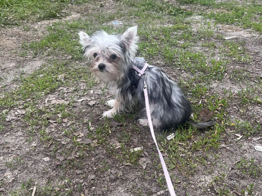 Супер мини Йорочка