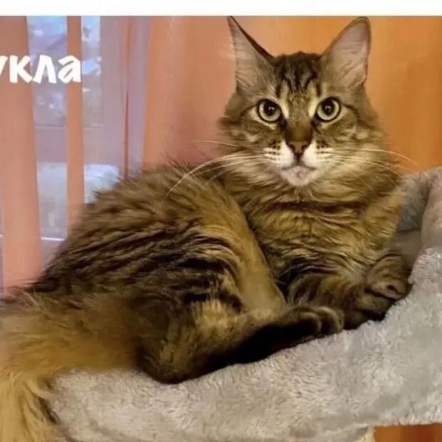 Кошечку с тяж судьбой снова ждет улица