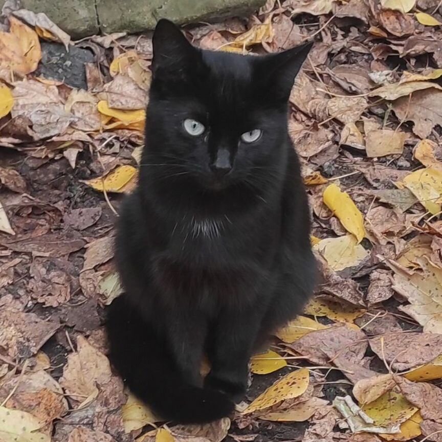 Котëнок нуждается в спасении