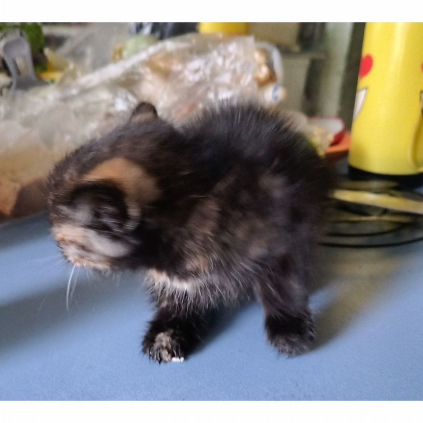 Котенок оригинальной окраски
