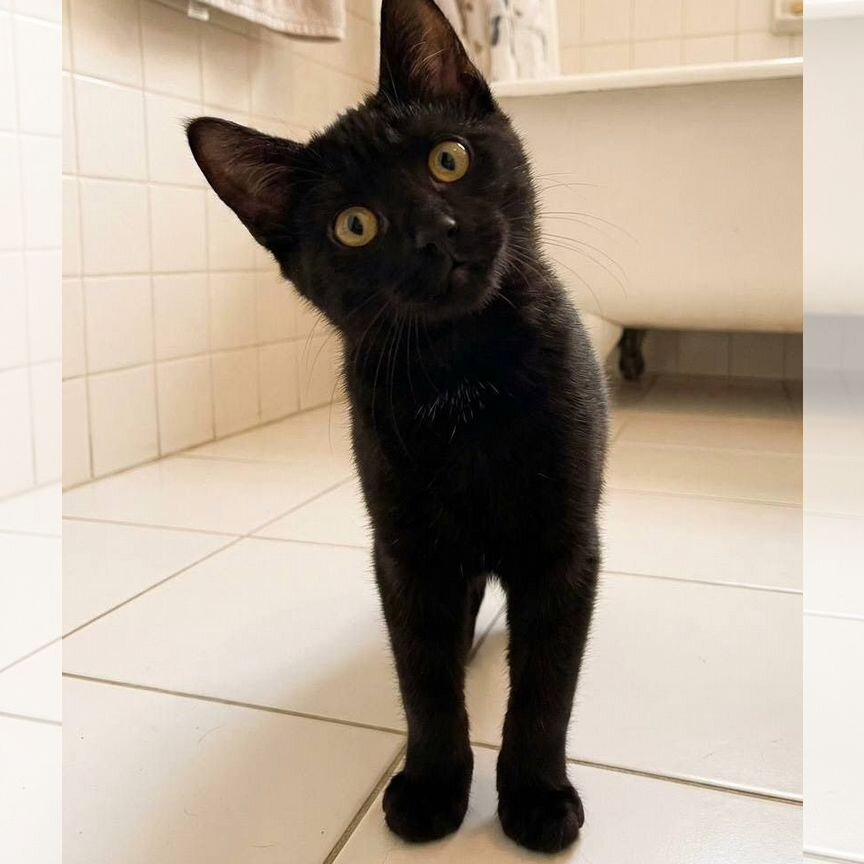 Котёнок в добрые руки