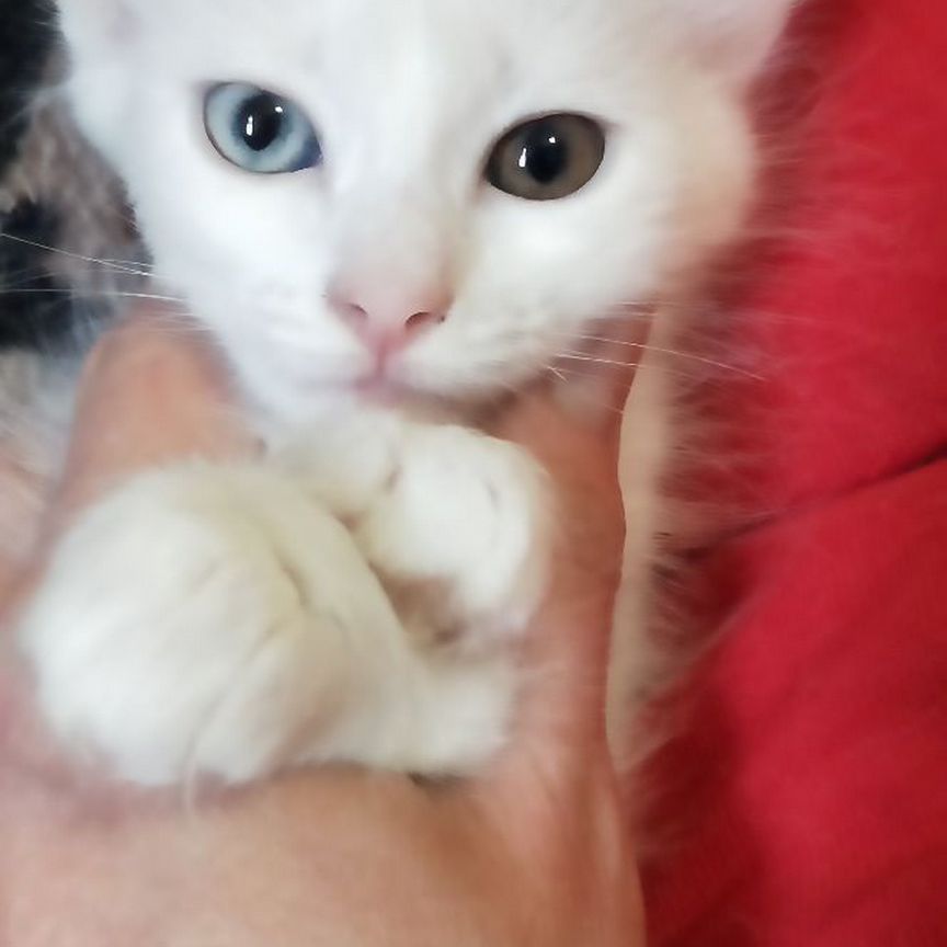 Разноглазые котята