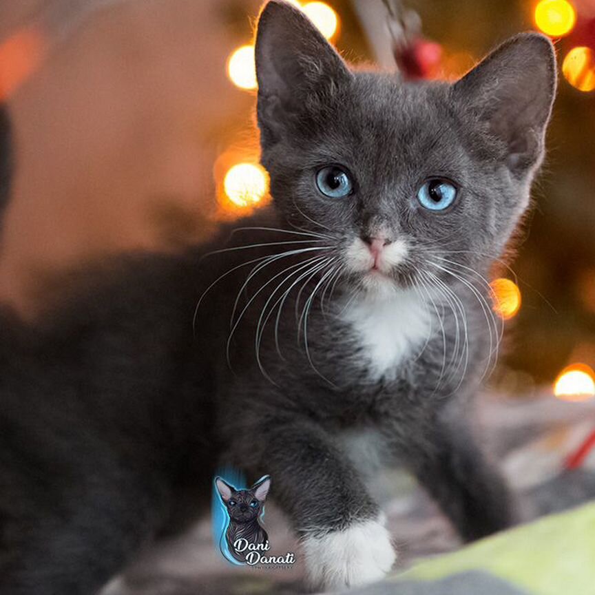 Алтайский котёнок