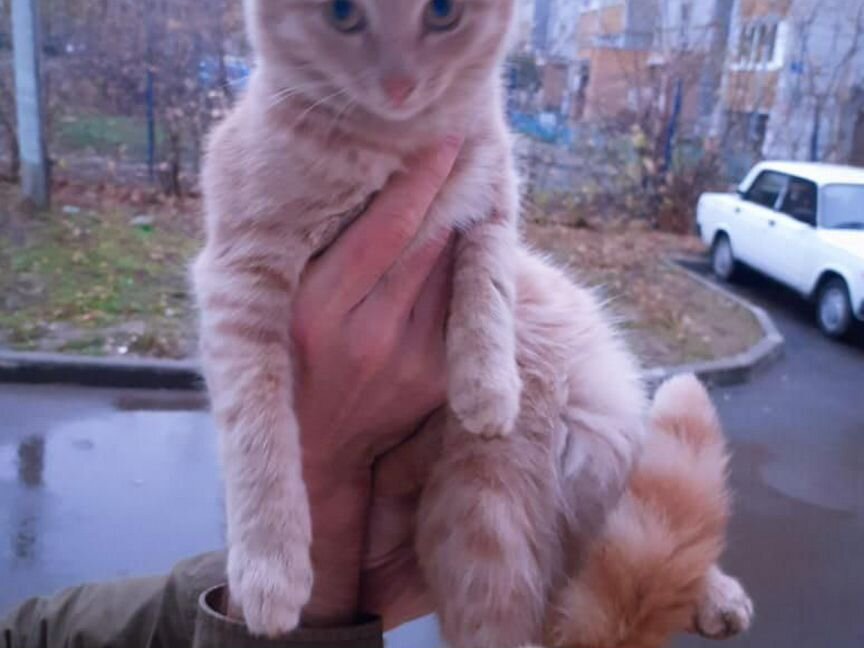 Котята подростки в добрые руки