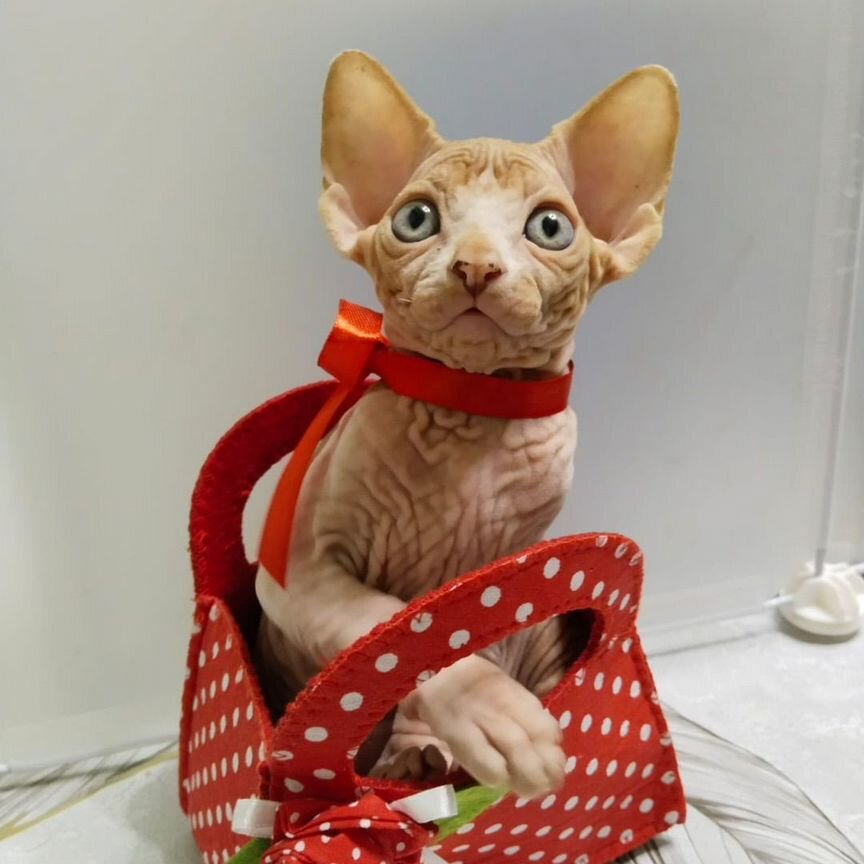 Котята бамбино