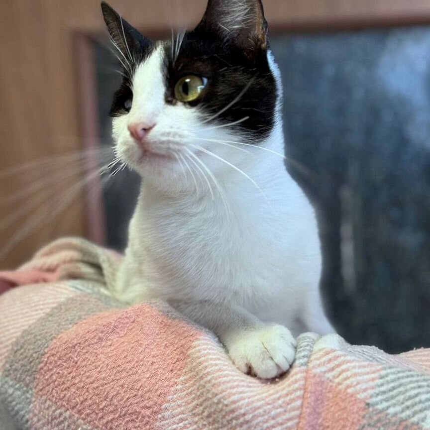 Джулия, кошка из приюта в добрые руки
