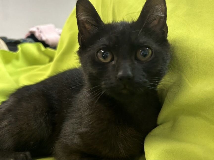 Черный котенок 3месяца