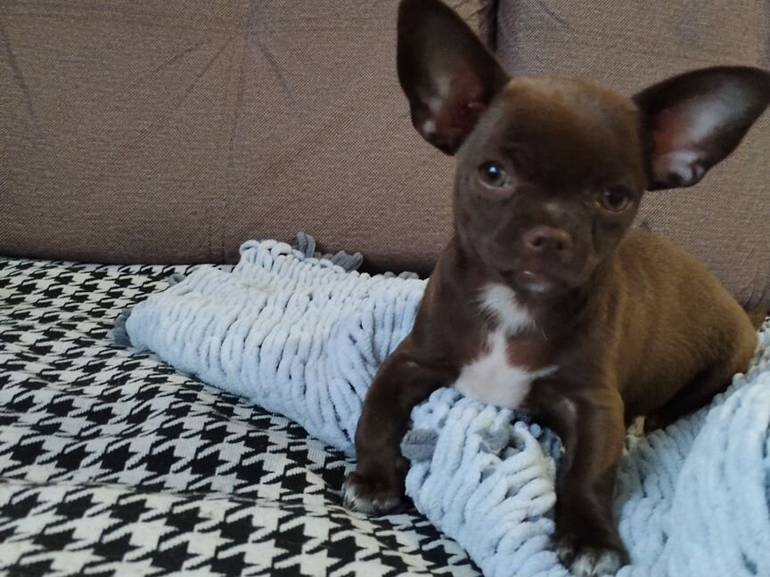 Щенки чихуахуа мини