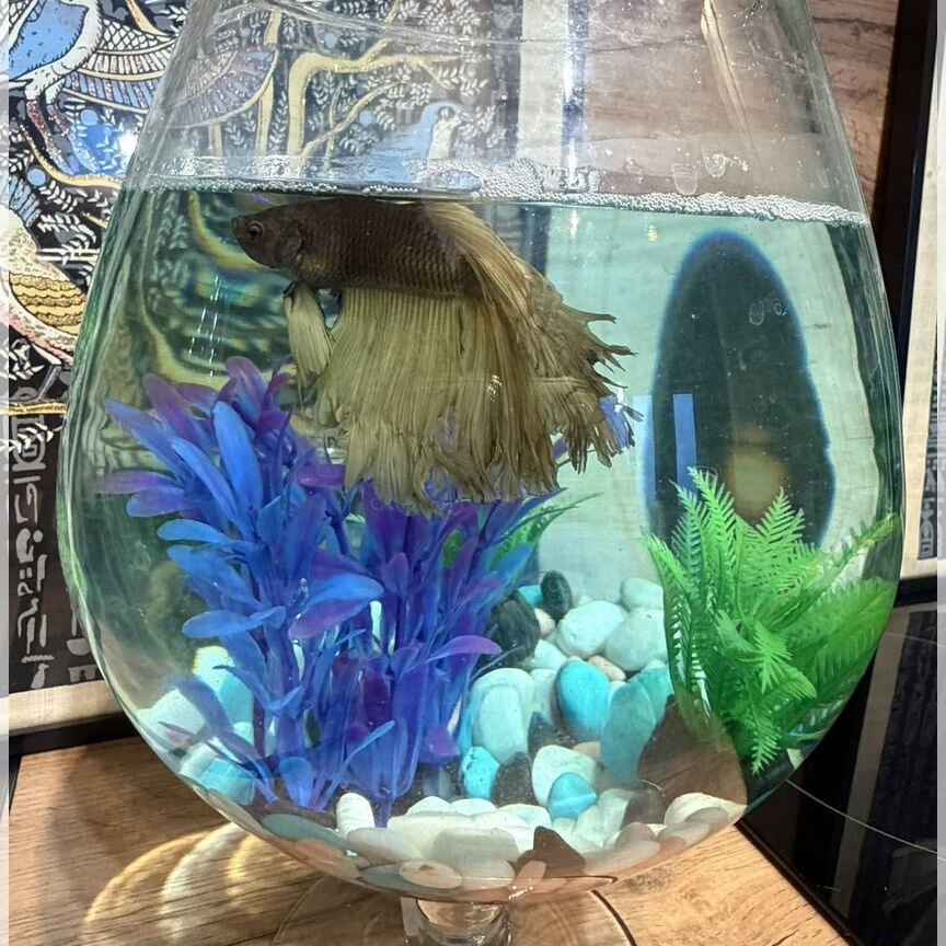 Рыбка петушок самец