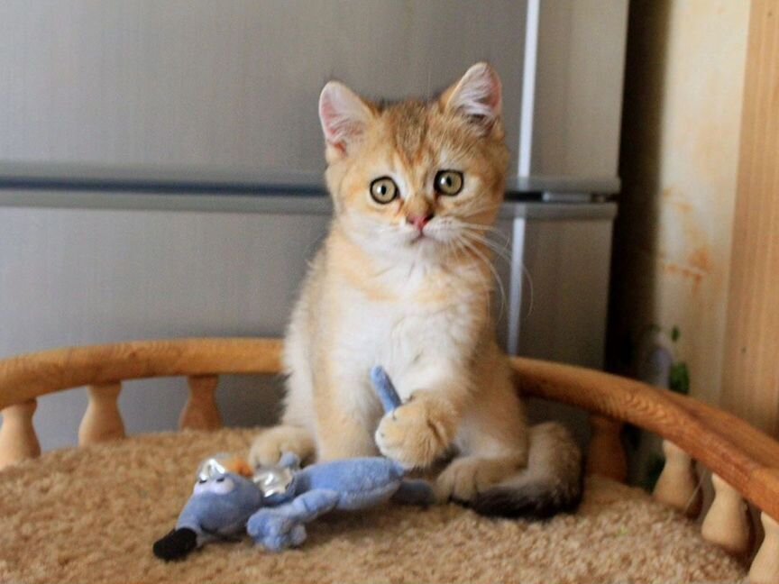 Тимур - золотистый затушёванный котик