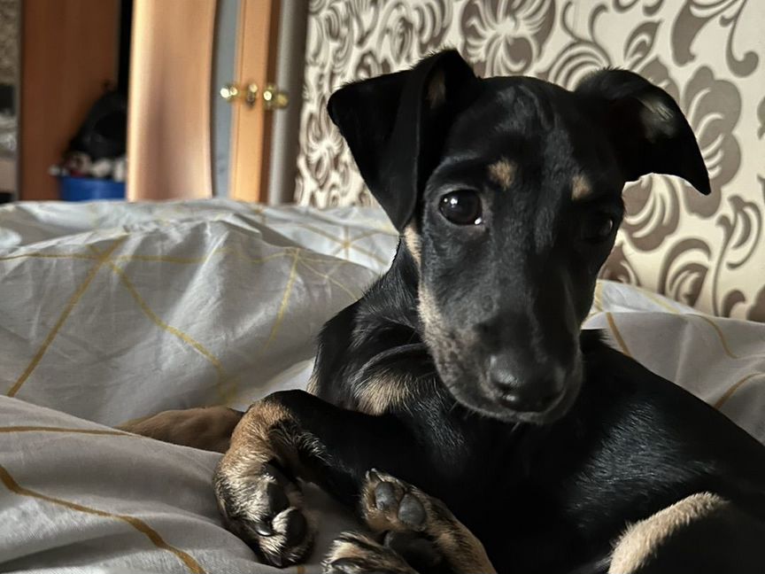 Маленькая собака