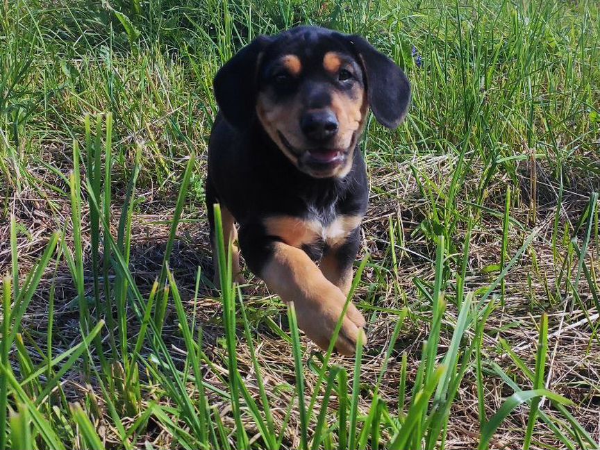 Щенки русской гончей