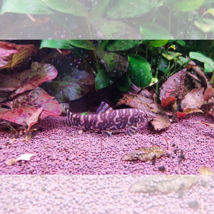 Боция мраморная