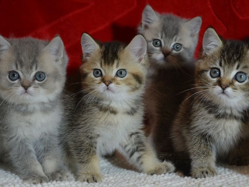 Красивые британские котята