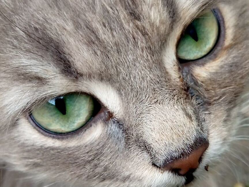 Кошечка Мурочка