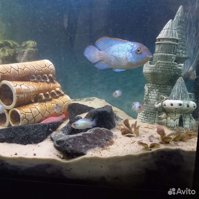 Неоновая наннакара