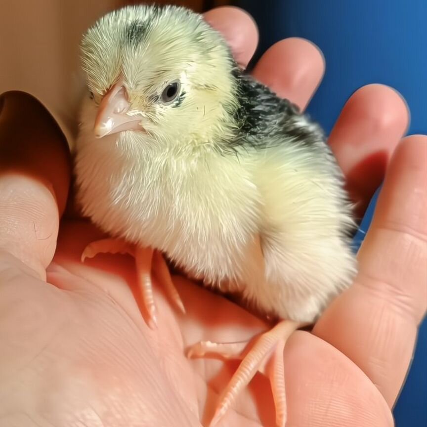 Цыплята Леггорн-далматинец (пестрый)