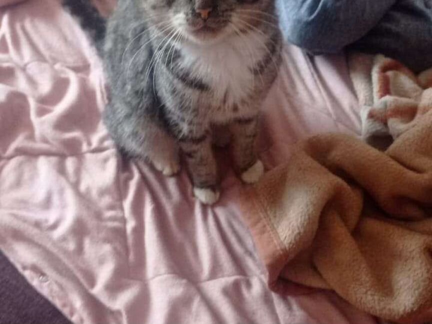 У котика умер хозяин