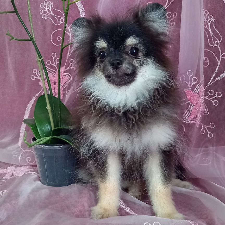 Померанский шпиц