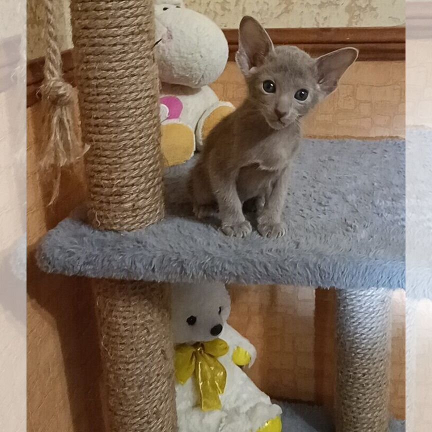 Ориентальный котёнок