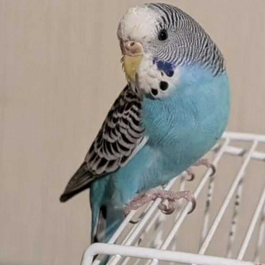 Птенцы Волнистый Попугайчиков ,разные цвета