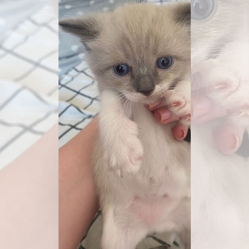 Котёнок в добрые руки