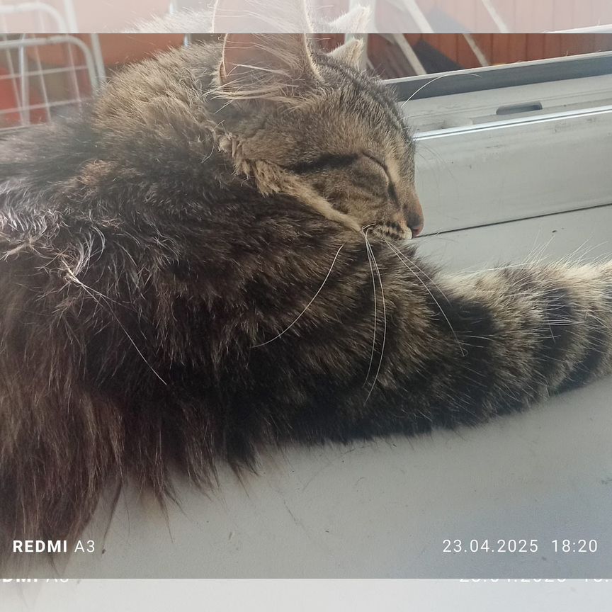 Отдается кошечка